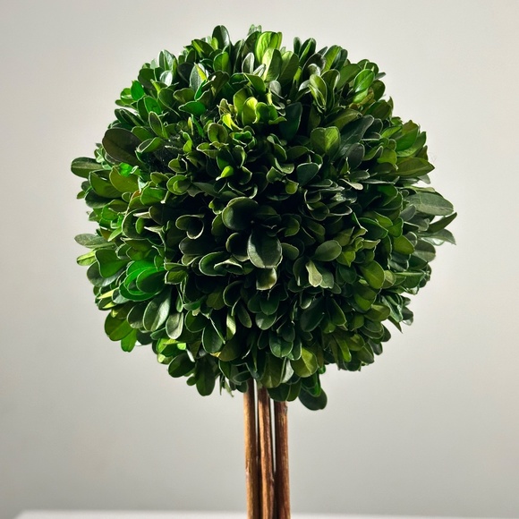 Accents | Mini Decorative Tree Made With Real Preserved Leaves | Poshmark